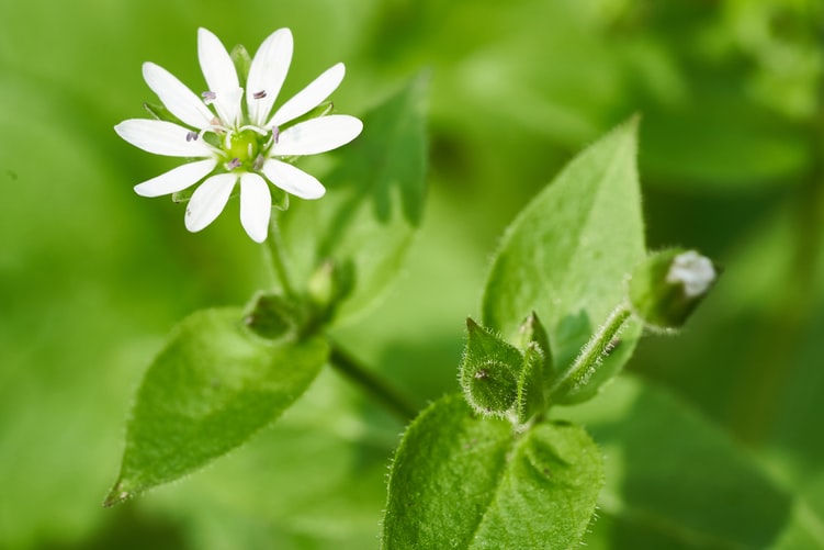 Il più nobile Tabi’i durante la peste | Al Ghurabaa